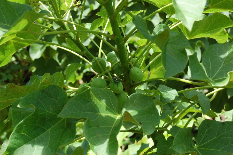 2015 FEED Thesis Scholar Publishes Findings on the Growth of Jatropha ...