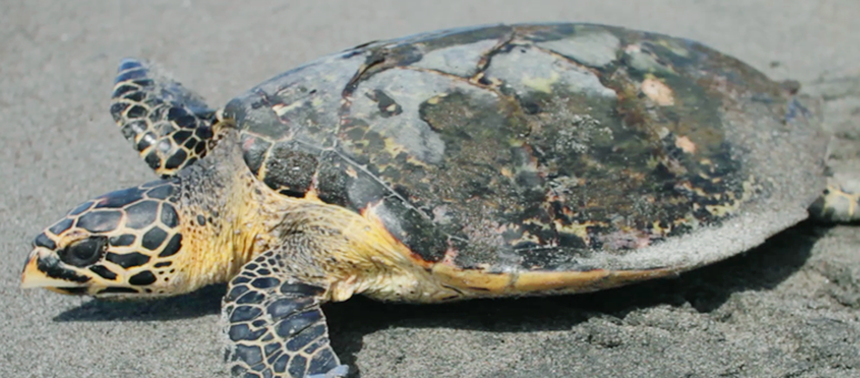 curma | Fostering Education & Environment for Development, Inc. (FEED)