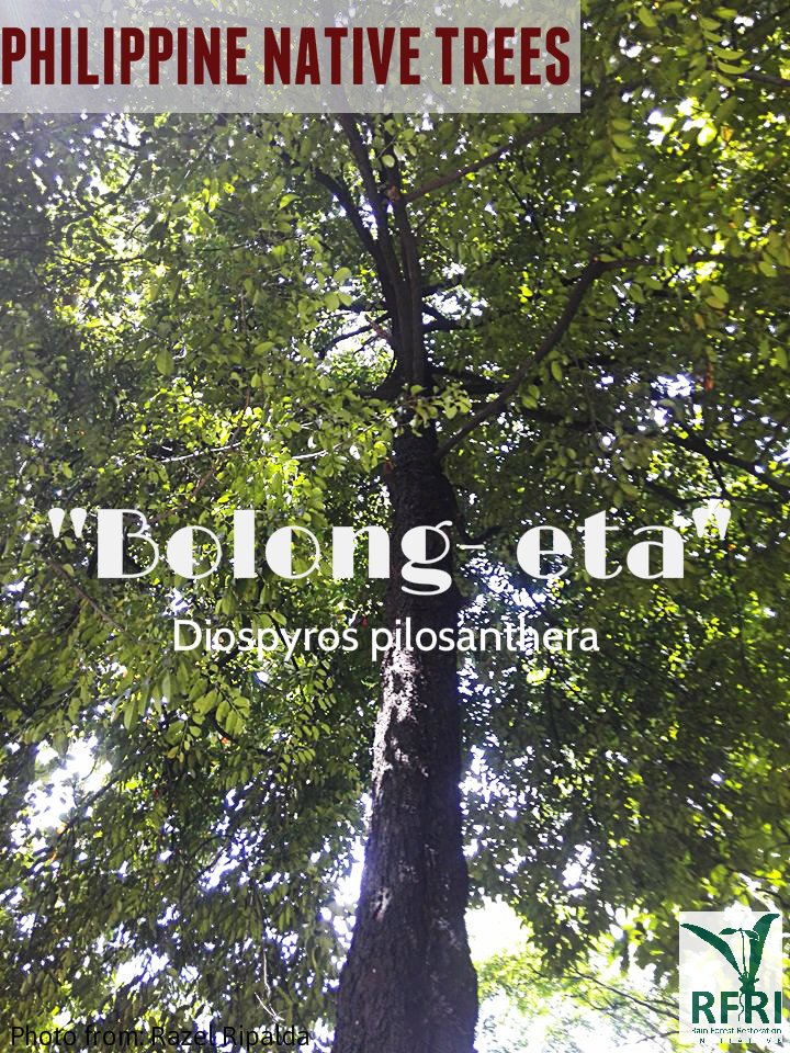 bolong-eta | Fostering Education & Environment for Development, Inc. (FEED)