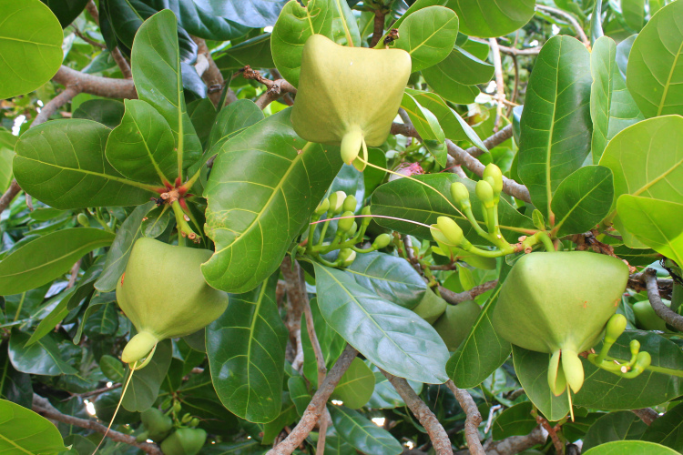 botong | Fostering Education & Environment for Development, Inc. (FEED)