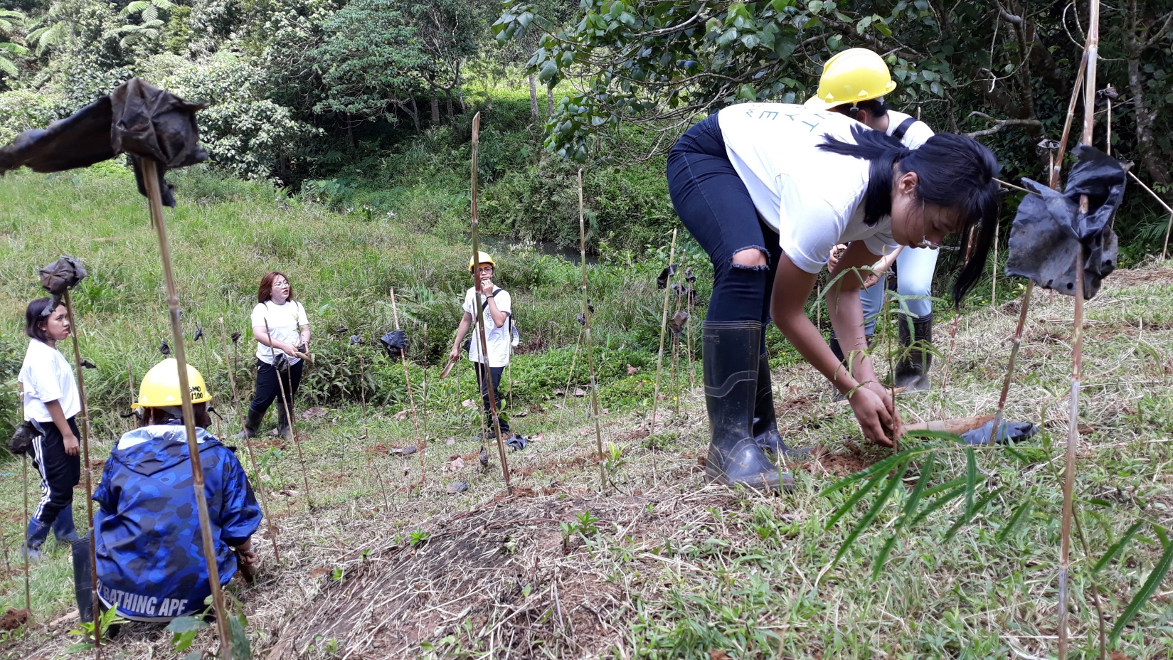 KingNamjoon-reforestation-FEED-9sep201873 | Fostering Education ...