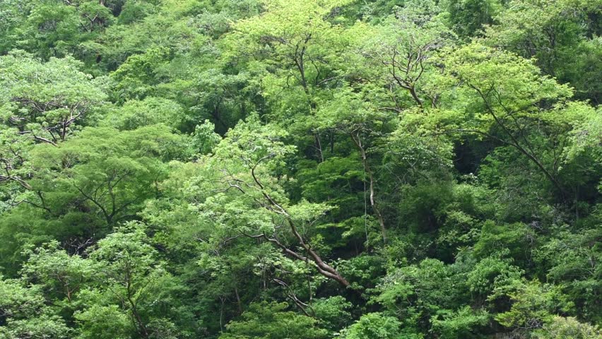 Origins (ELC Beauty, Inc) Plant 540 Indigenous PH Forest Trees to ...