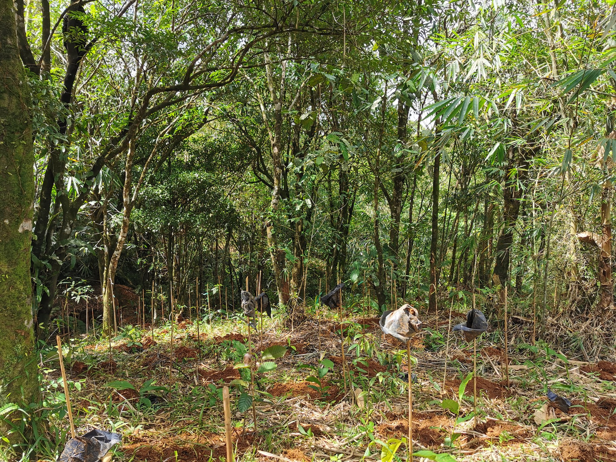 Yarin Siblings Help Mom Complete NSTP Tree Planting Requirement ...