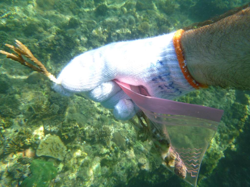 Coral Planting for One of the Most Travelled People in the World ...