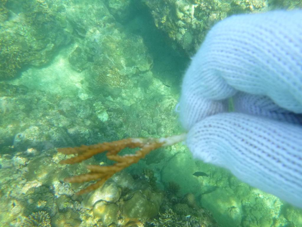 Coral Planting for One of the Most Travelled People in the World ...