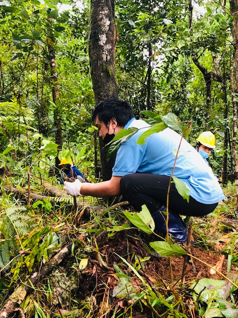 4th Tree Planting Accumulates 1,160 Trees in Bluestone’s Sierra Madre ...